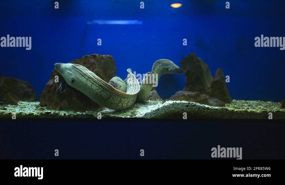 Swimming eels in sea Stock Videos & Footage - HD and 4K Video Clips - Alamy