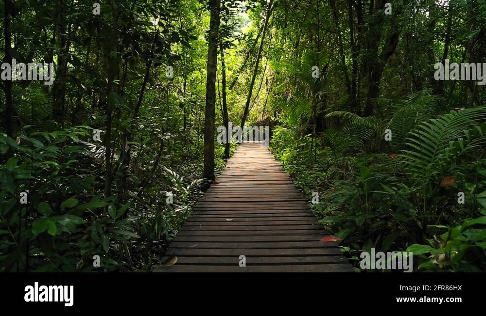 Adventure background of walk path leading to green tropical jungle ...
