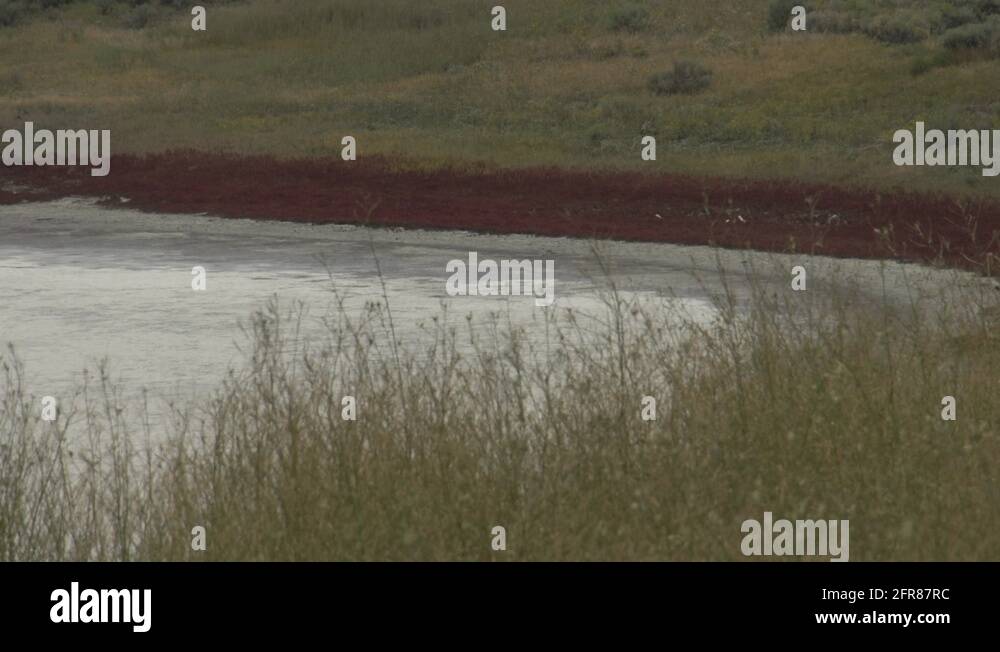 Red saltwort Stock Videos & Footage - HD and 4K Video Clips - Alamy