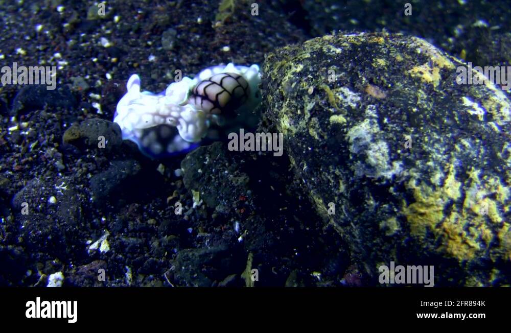 Micromelo undatus Stock Videos & Footage - HD and 4K Video Clips - Alamy