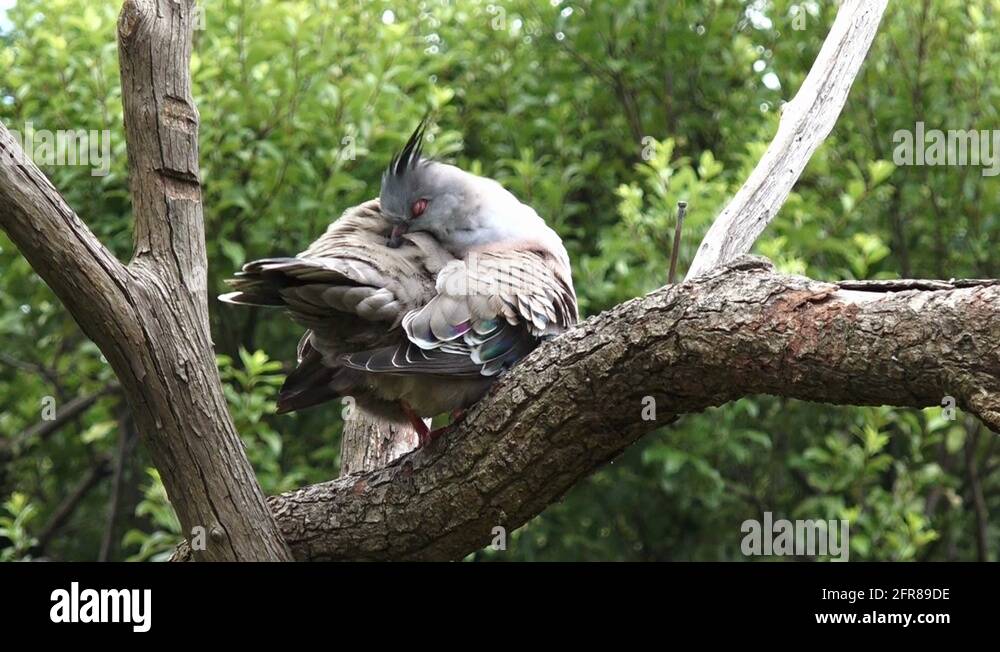 Australian native pigeon Stock Videos & Footage - HD and 4K Video Clips ...
