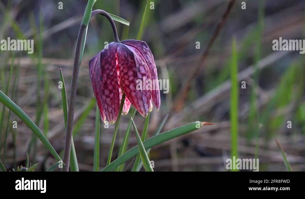 Drooping bell flower Stock Videos & Footage - HD and 4K Video Clips - Alamy