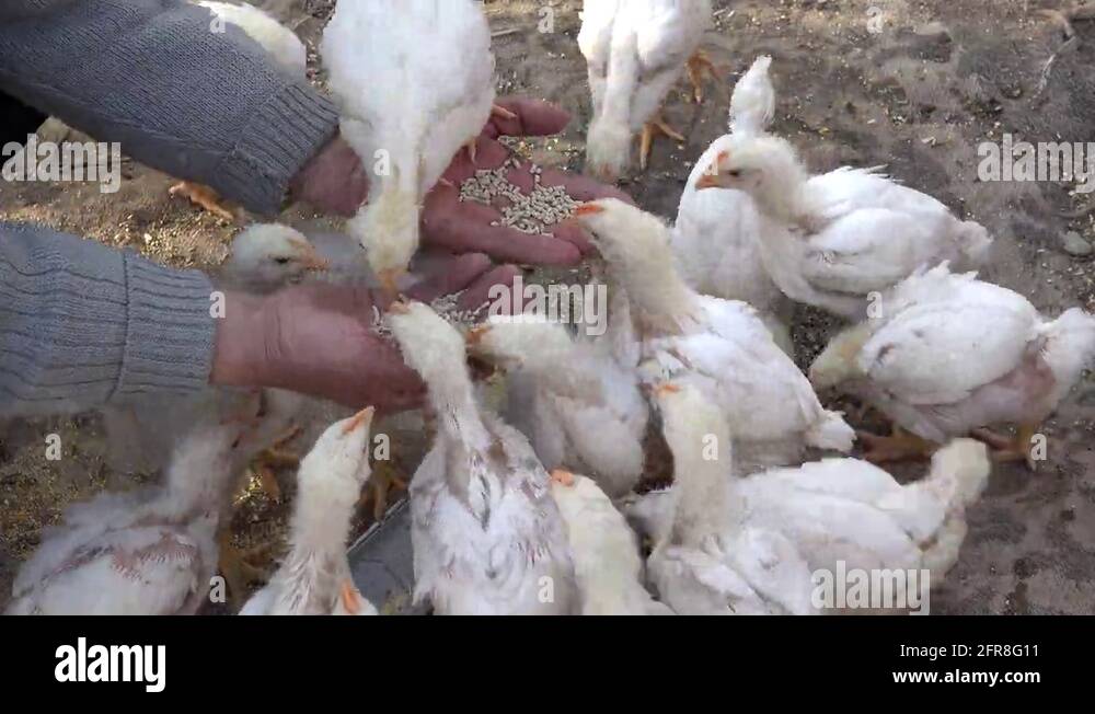 Farming scenery Stock Videos & Footage - HD and 4K Video Clips - Alamy