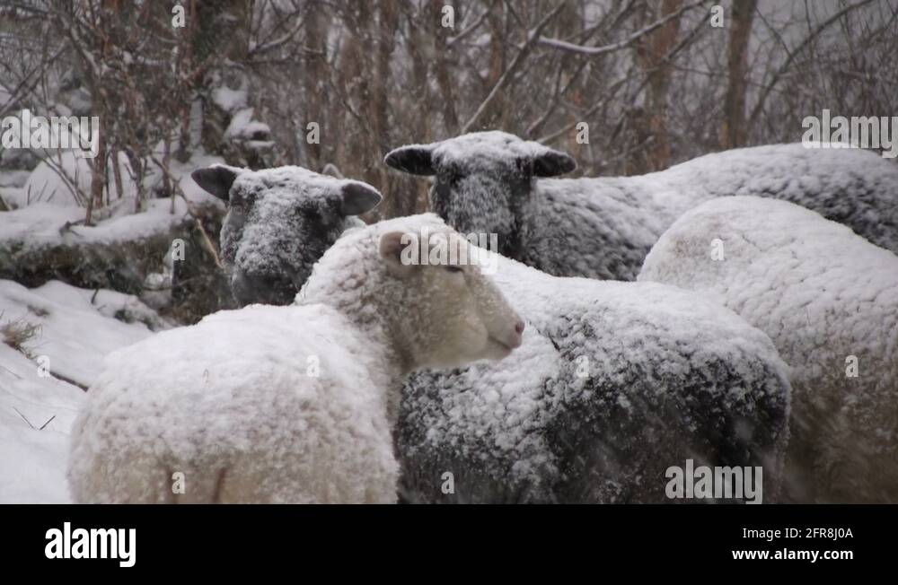 Sheep snow Stock Videos & Footage - HD and 4K Video Clips - Alamy