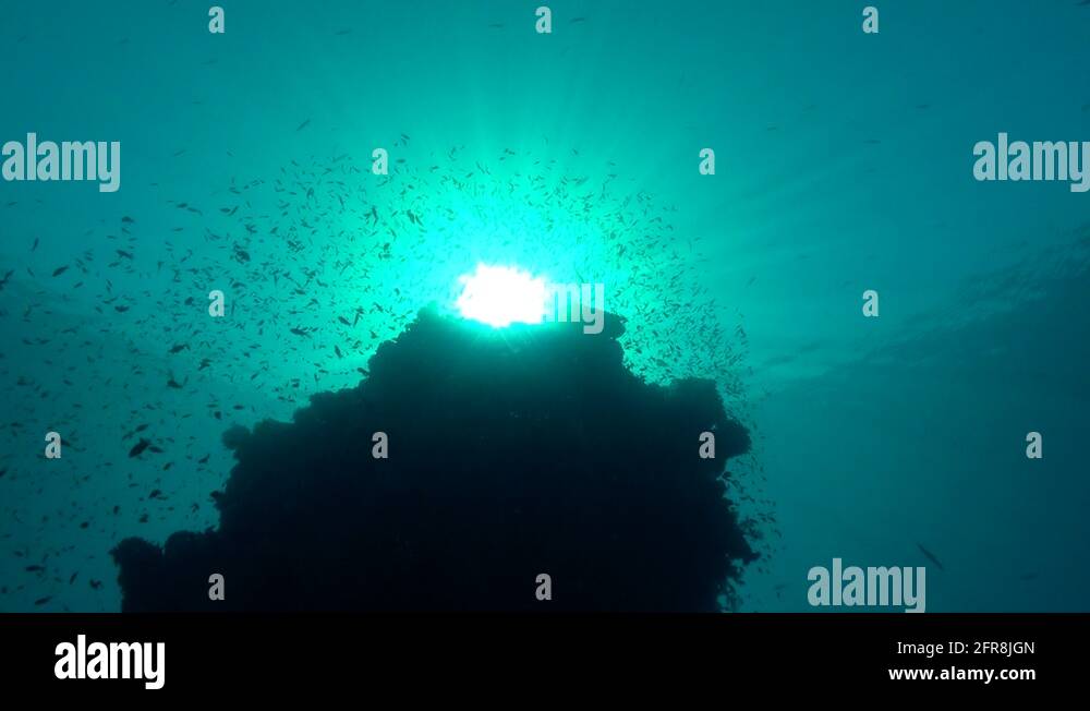 Coral pinnacle Stock Videos & Footage - HD and 4K Video Clips - Alamy