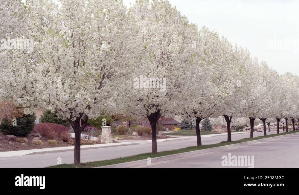 Trees alongside road Stock Videos & Footage - HD and 4K Video Clips - Alamy