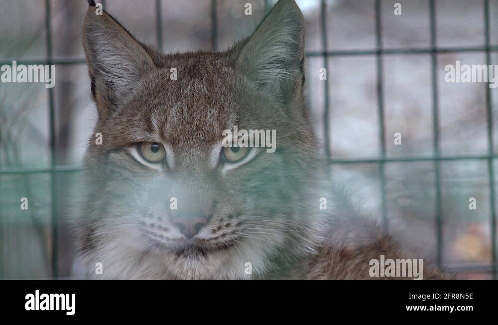 lynx head through the bars in the cage, captivity, zoo, rain, fog Stock ...