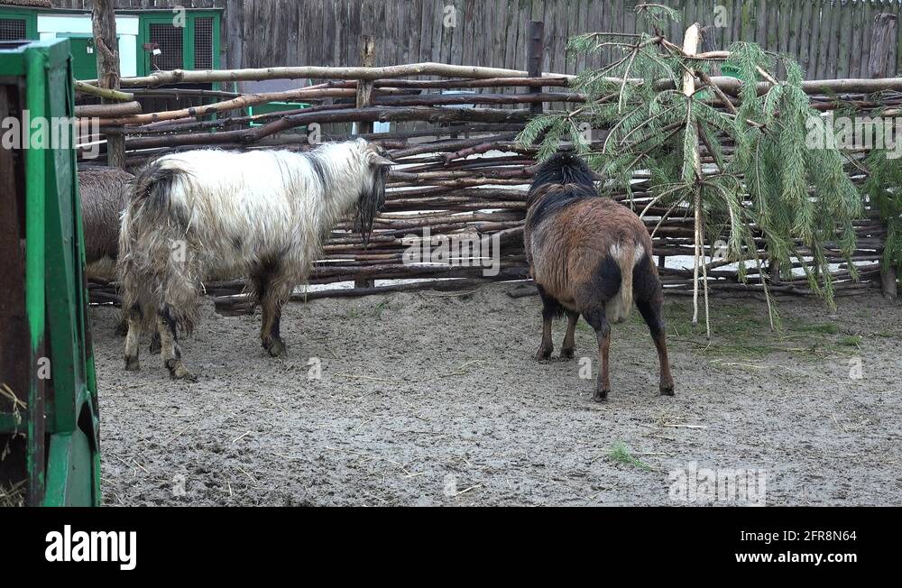 Reproduction of goats Stock Videos & Footage - HD and 4K Video Clips ...