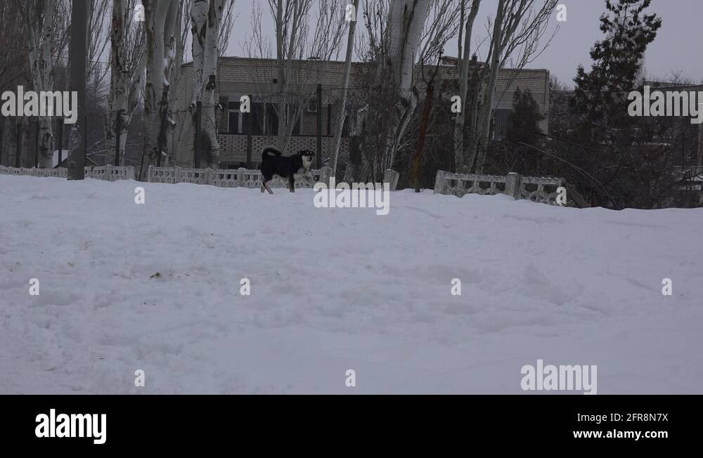 Stray dog barks Stock Videos & Footage - HD and 4K Video Clips - Alamy