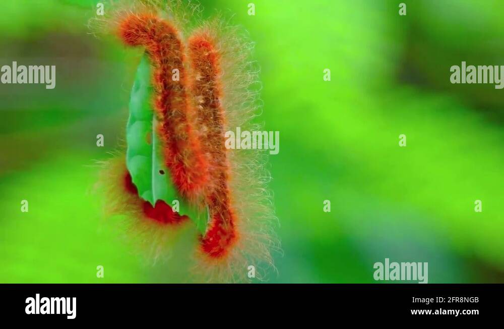 Colored caterpillars Stock Videos & Footage - HD and 4K Video Clips - Alamy