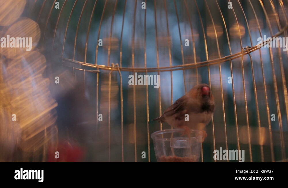 Cage background Stock Videos & Footage - HD and 4K Video Clips - Alamy