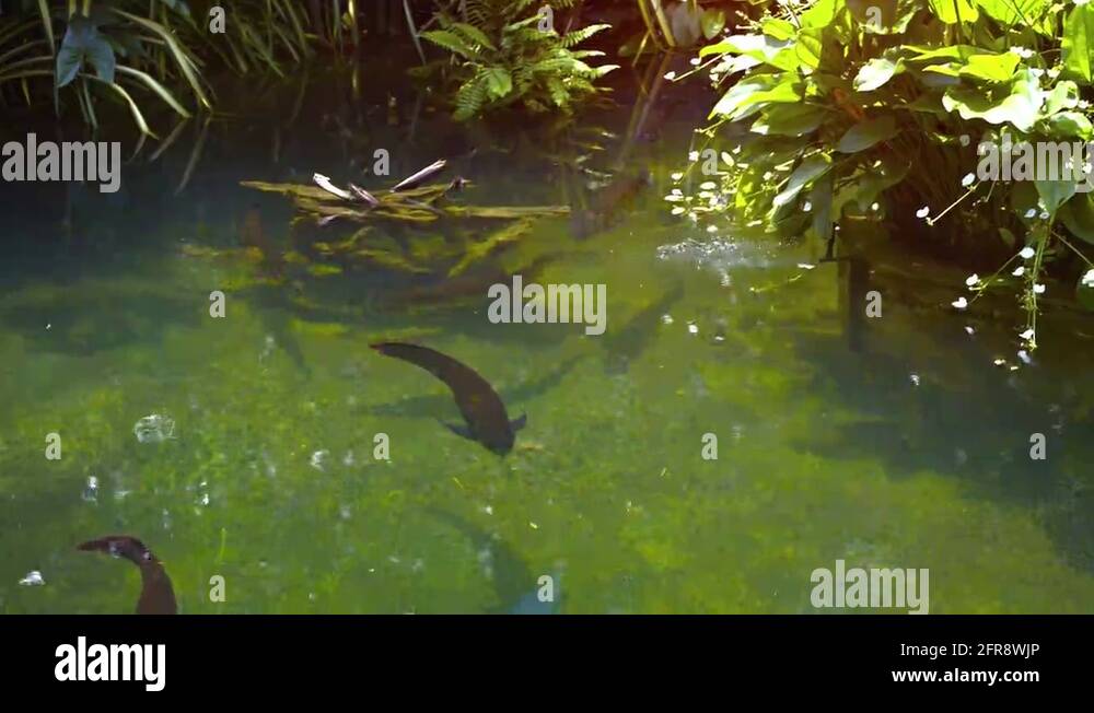 Arowanas in a Pond in Southeast Asia. UltraHD video Stock Video Footage ...