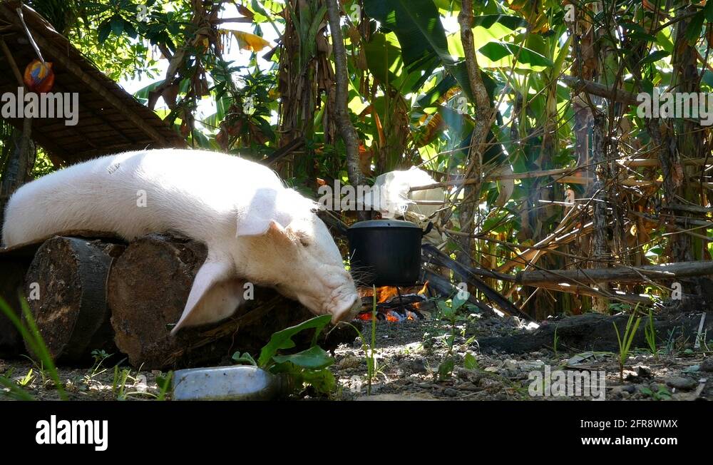 Clean pig Stock Videos & Footage - HD and 4K Video Clips - Alamy