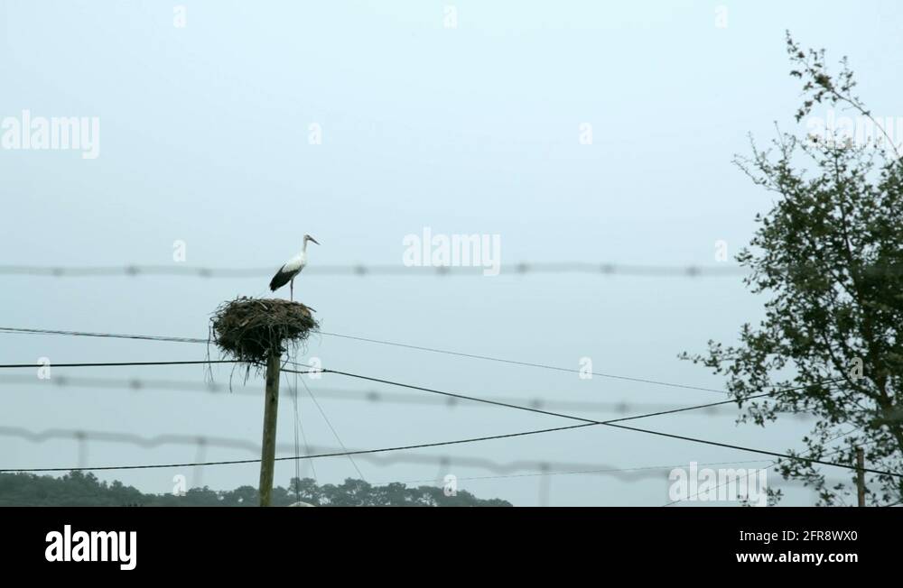 Nesting on electricity pole Stock Videos & Footage - HD and 4K Video ...