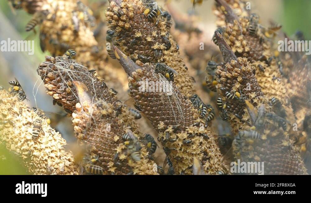 Pollination Stock Videos & Footage - HD and 4K Video Clips - Alamy