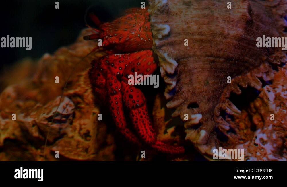 Lobster in shell Stock Videos & Footage - HD and 4K Video Clips - Alamy