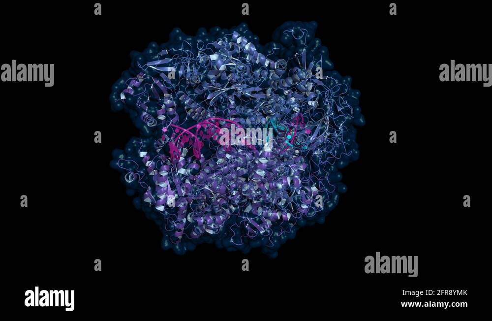 Rna model structure Stock Videos & Footage - HD and 4K Video Clips - Alamy