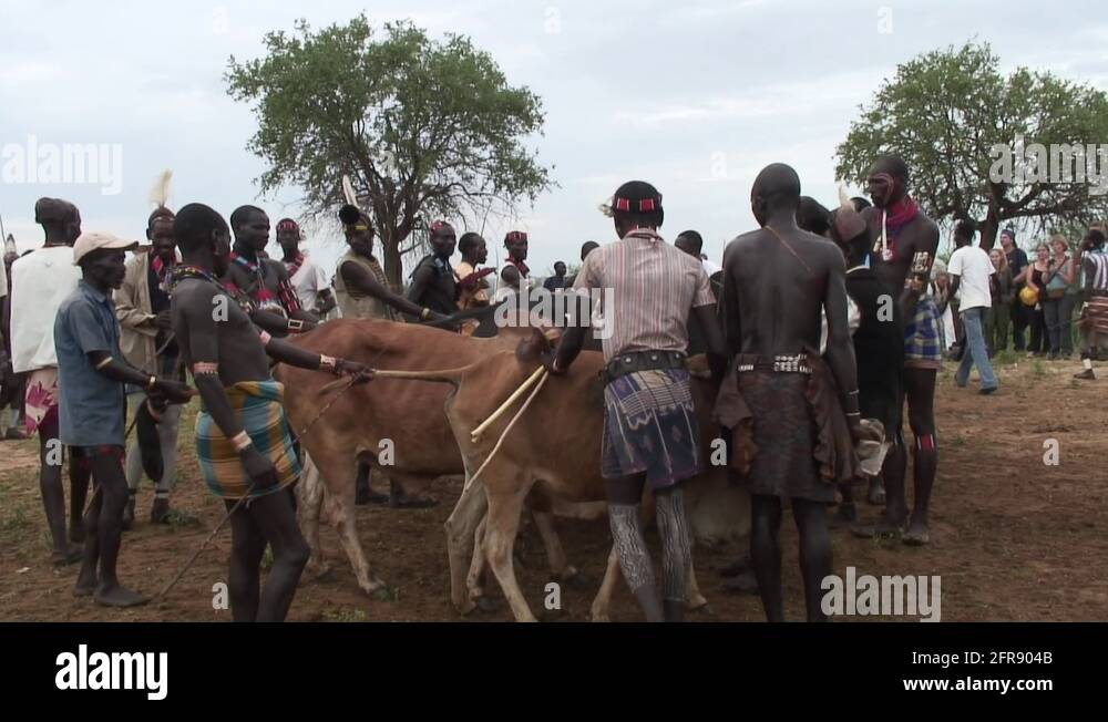 Hamer tribe man run over bull at the bull running cermony in Omo Valley ...