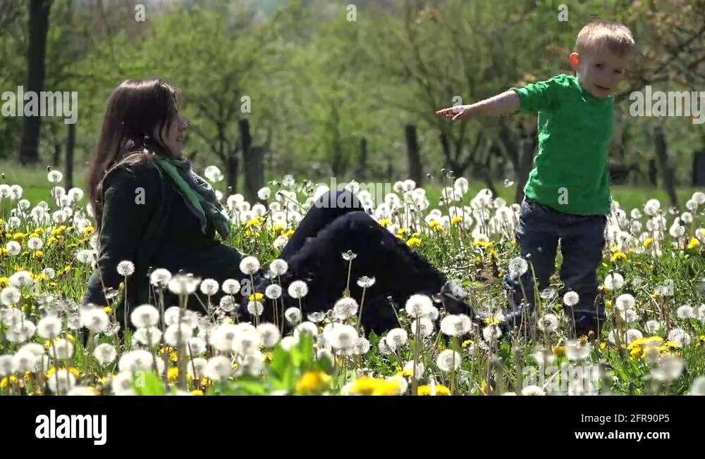 Little child rotating in blossom field and falling in mother arms ...