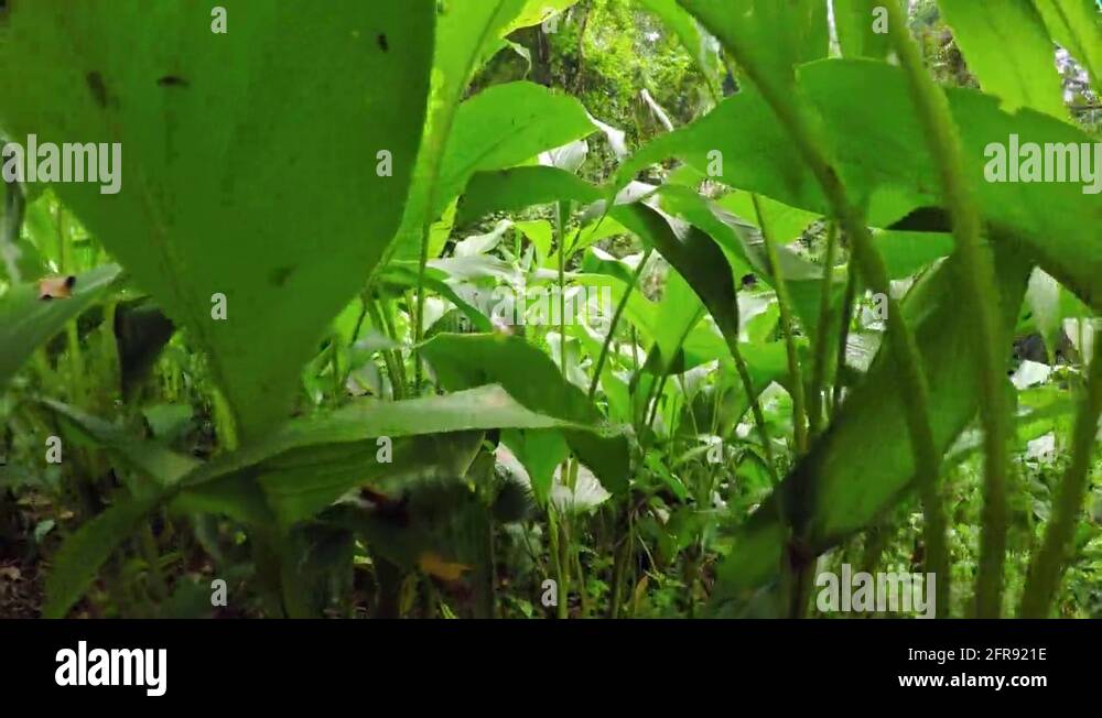 Greenery ground cover Stock Videos & Footage - HD and 4K Video Clips ...