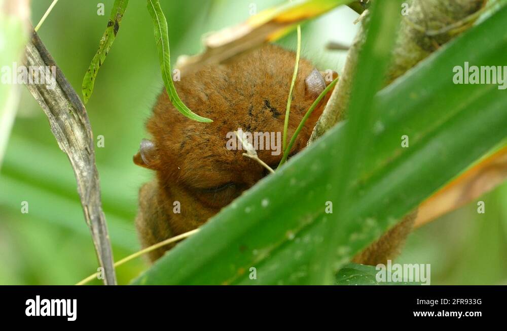 Philippine tarsier Stock Videos & Footage - HD and 4K Video Clips - Alamy