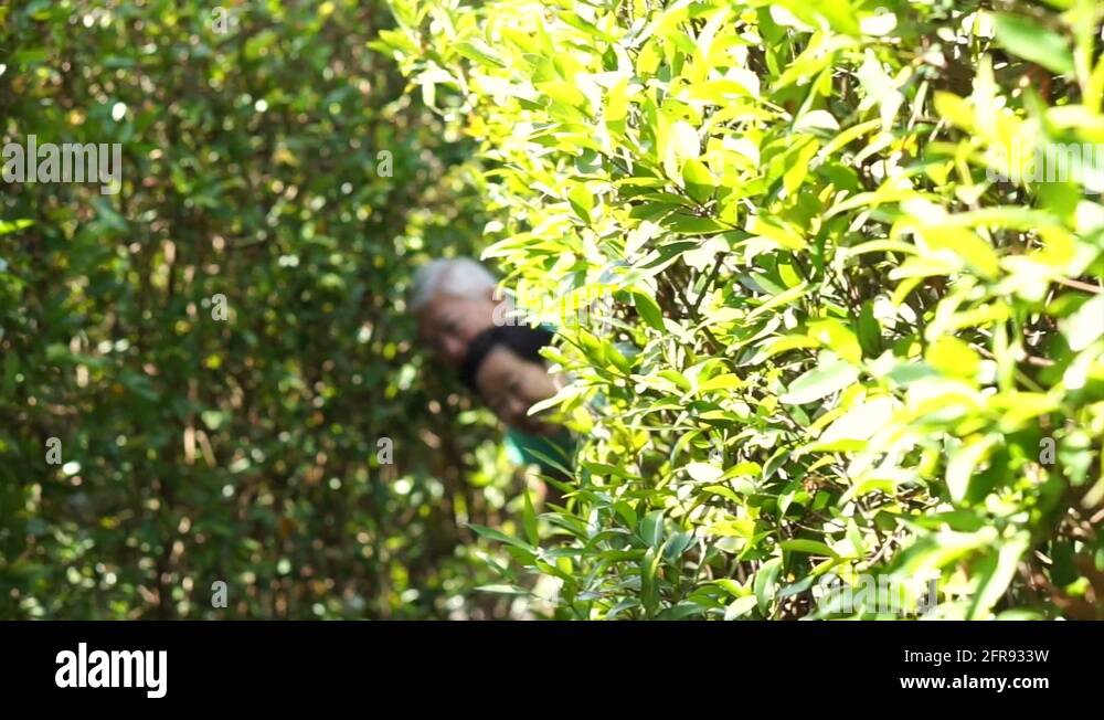 Smiling bush Stock Videos & Footage - HD and 4K Video Clips - Alamy