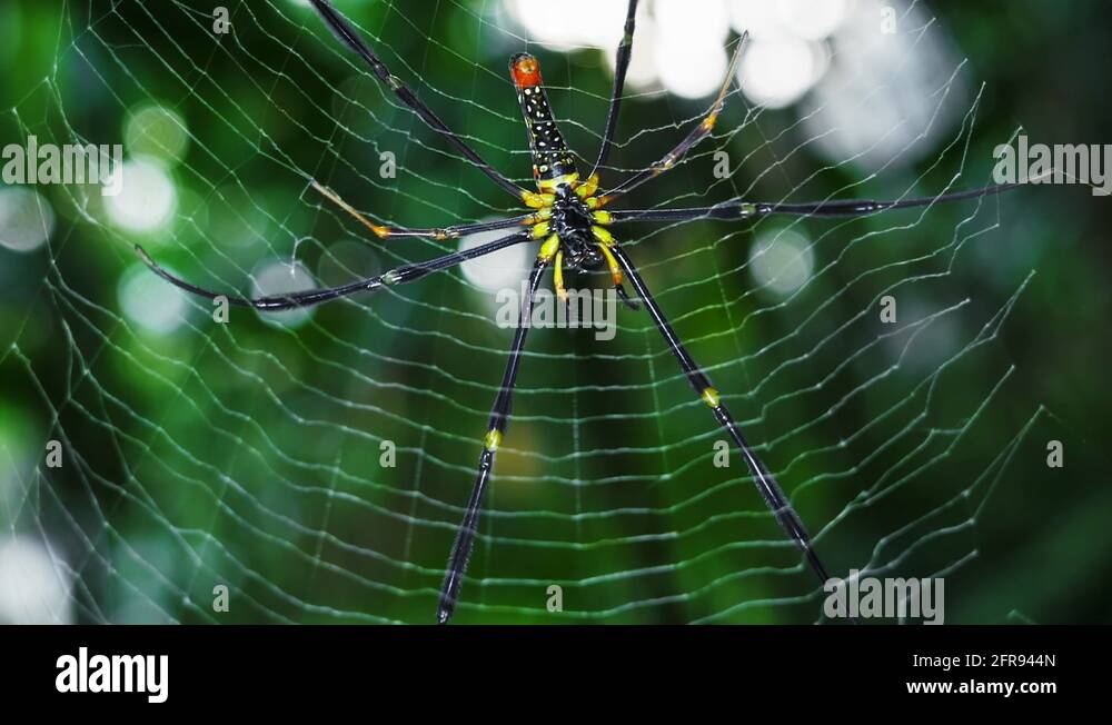 Asia giant insects Stock Videos & Footage - HD and 4K Video Clips - Alamy