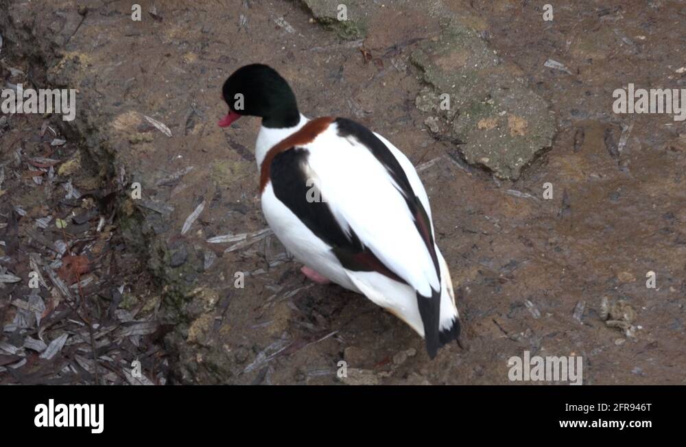 Black and white shelduck Stock Videos & Footage - HD and 4K Video Clips ...