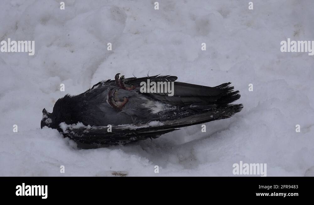 Cold pigeon Stock Videos & Footage - HD and 4K Video Clips - Alamy