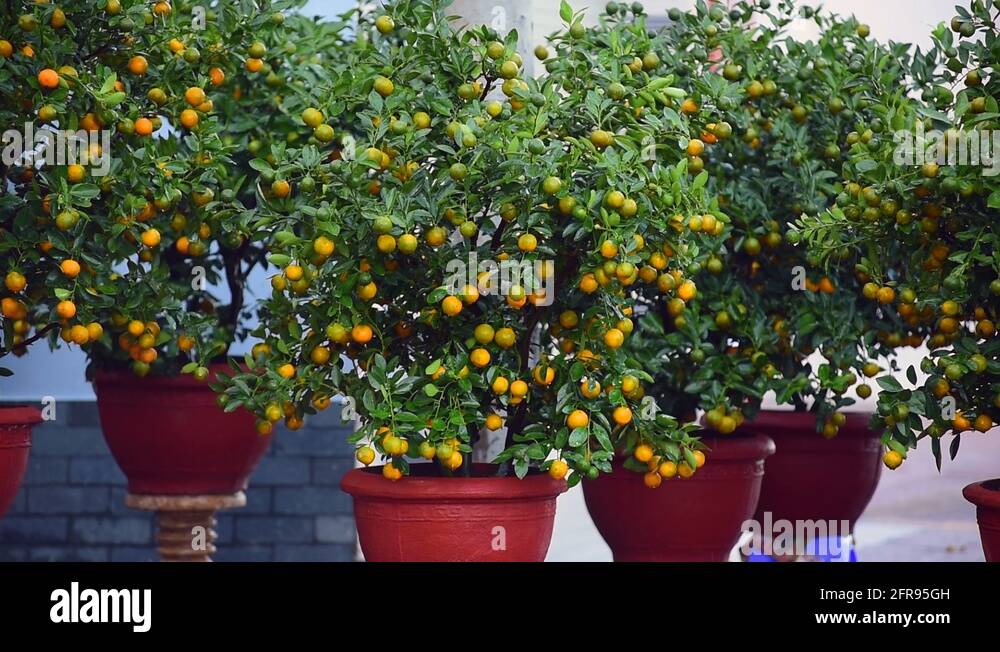 Chinese tree Stock Videos & Footage - HD and 4K Video Clips - Alamy