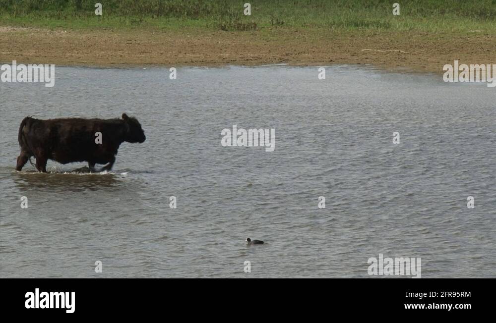 Cattle systems Stock Videos & Footage - HD and 4K Video Clips - Alamy