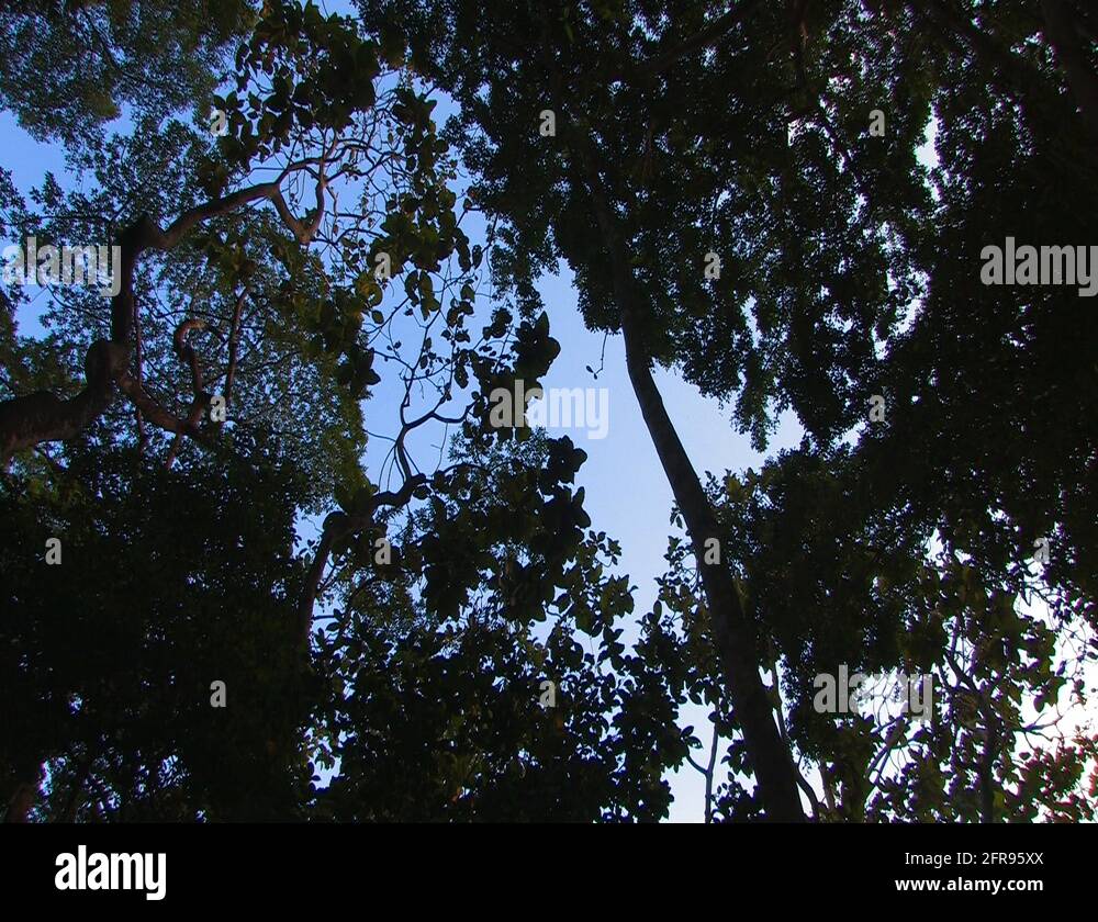 Tropical rain forest canopy trees Stock Videos & Footage - HD and 4K ...