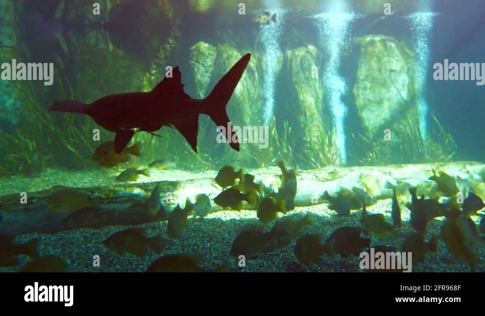 Fascinating fish Stock Videos & Footage - HD and 4K Video Clips - Alamy