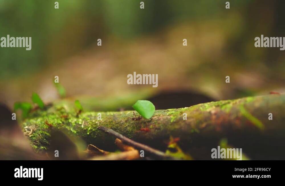 Leaf-cutter ants in the amazonian jungle Stock Video Footage - Alamy