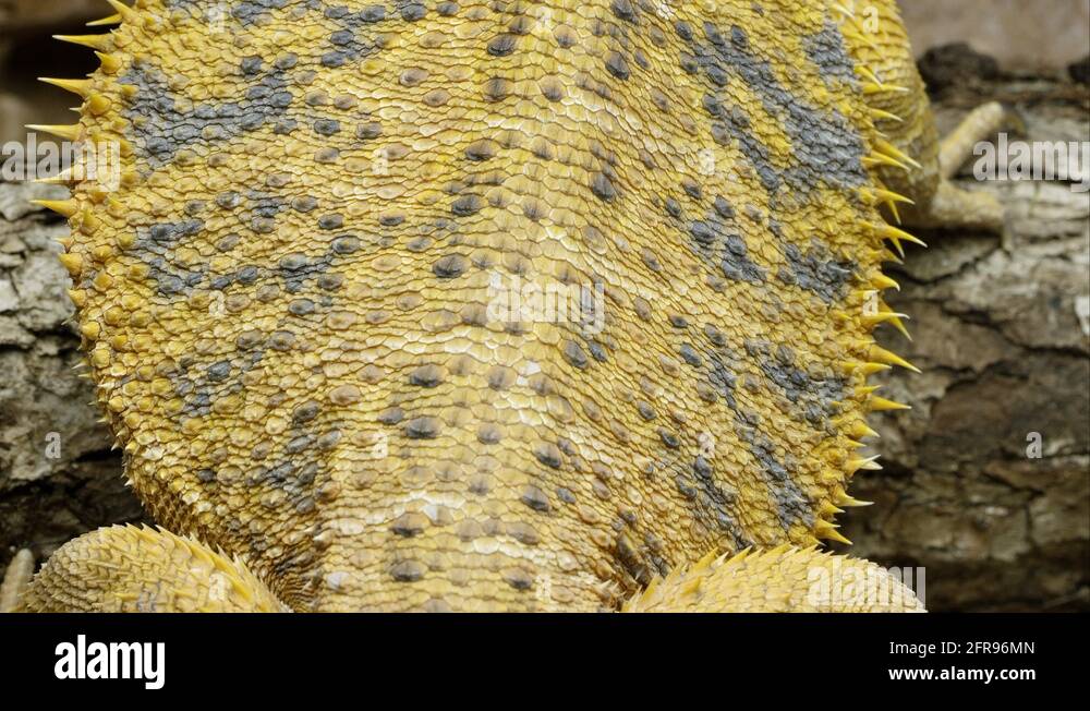 Bearded lizards Stock Videos & Footage - HD and 4K Video Clips - Alamy