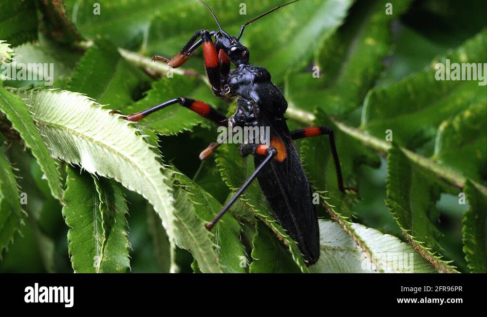 Millipede assassin bug Stock Videos & Footage - HD and 4K Video Clips ...