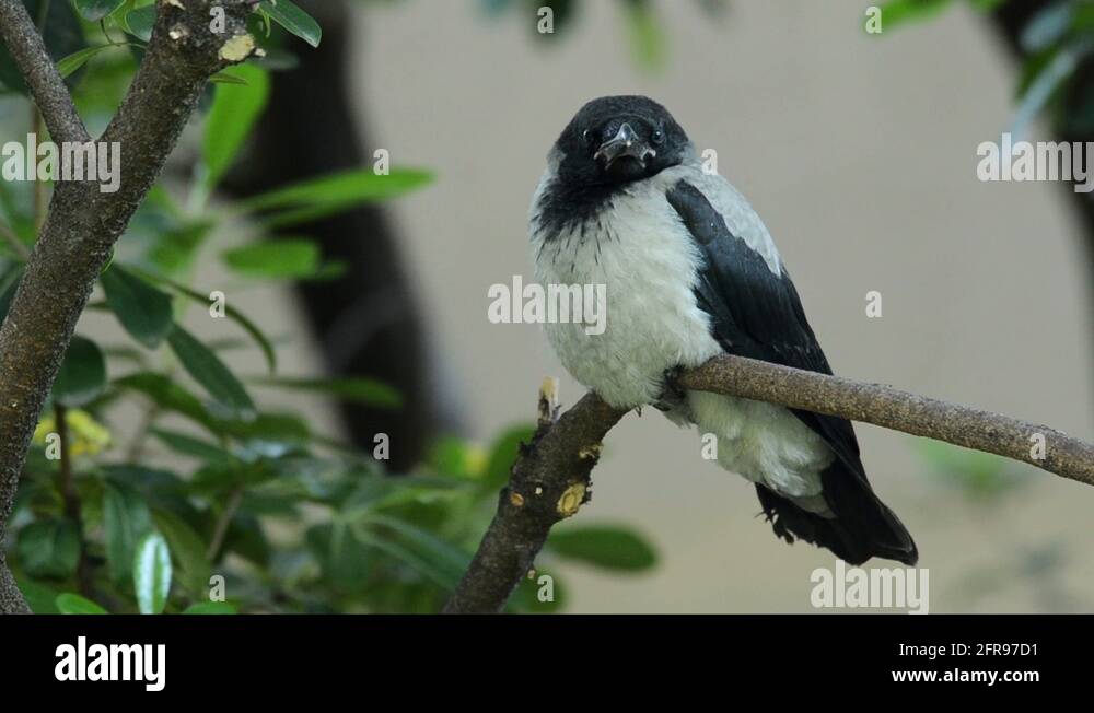 Bird crow corvus Stock Videos & Footage - HD and 4K Video Clips - Alamy