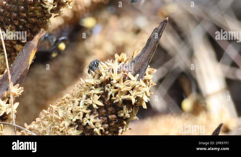 Pollen Stock Videos & Footage - HD and 4K Video Clips - Alamy