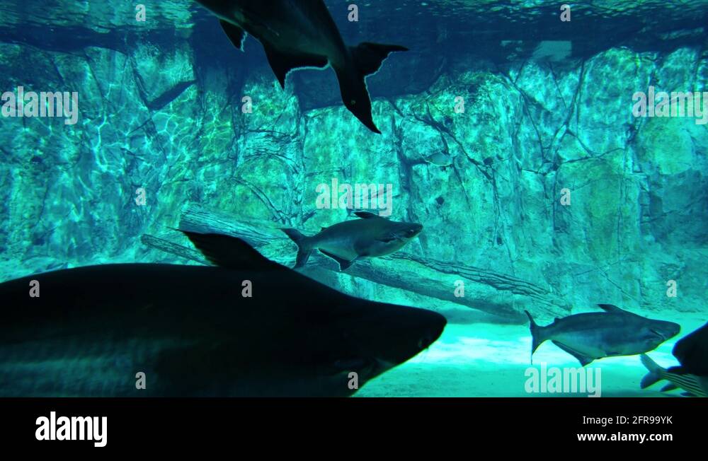 Pangasius fish tank Stock Videos & Footage - HD and 4K Video Clips - Alamy