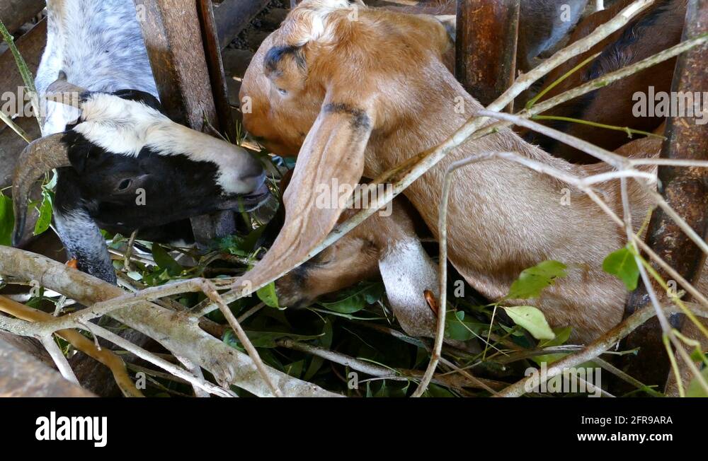Four wild goats Stock Videos & Footage - HD and 4K Video Clips - Alamy
