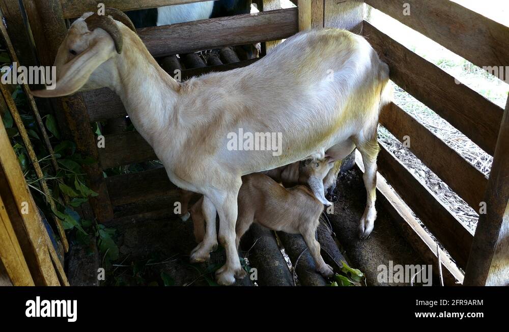 Mother goat Stock Videos & Footage - HD and 4K Video Clips - Alamy