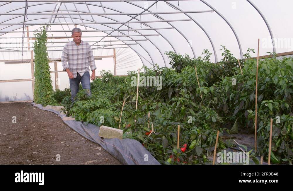 Red chilli plants Stock Videos & Footage - HD and 4K Video Clips - Alamy