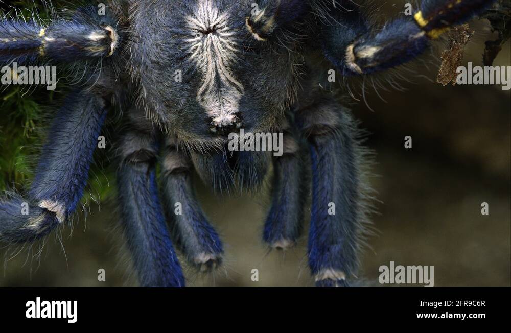 Tree spiders Stock Videos & Footage - HD and 4K Video Clips - Alamy