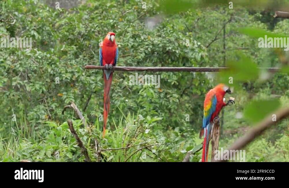 South america parrots Stock Videos & Footage - HD and 4K Video Clips ...
