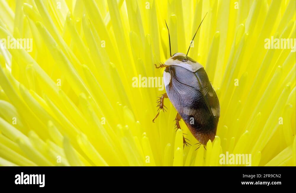 A bright yellow flower Stock Videos & Footage - HD and 4K Video Clips ...