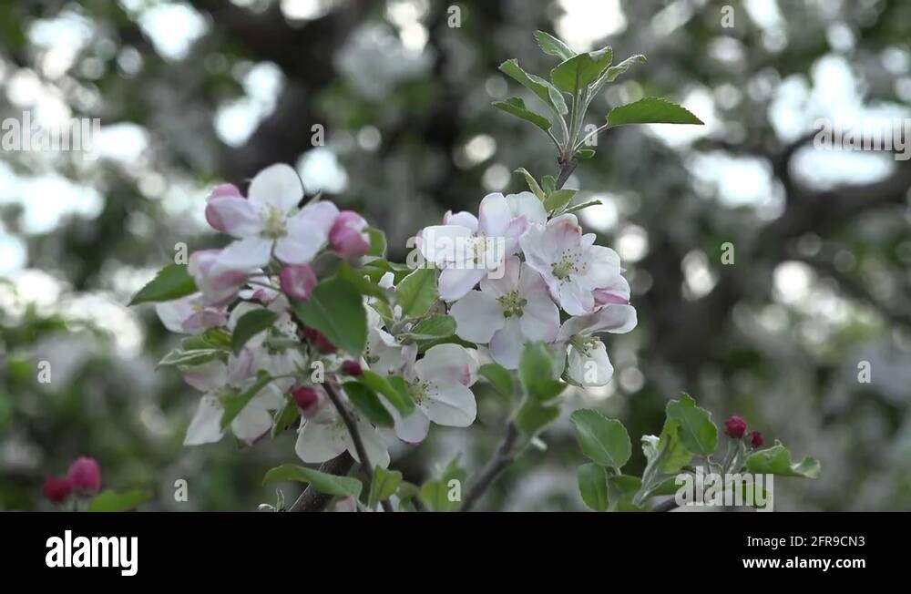 Blossom spring branch Stock Videos & Footage - HD and 4K Video Clips ...