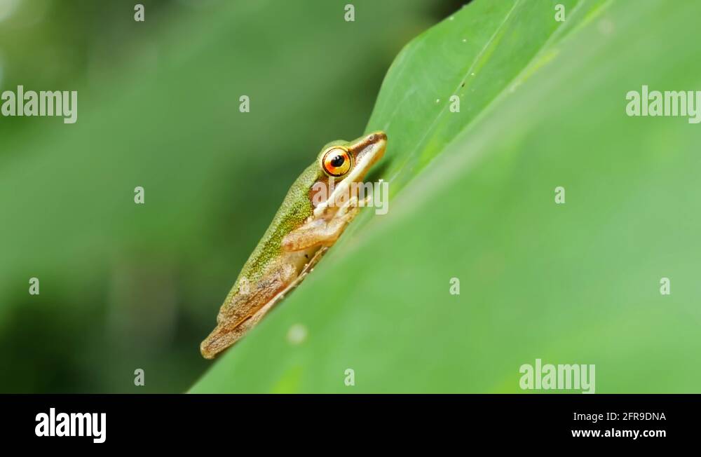 Evergreen fauna Stock Videos & Footage - HD and 4K Video Clips - Alamy