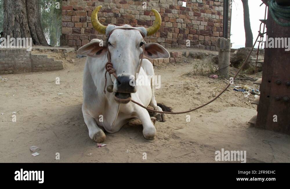 Brahma bull Stock Videos & Footage - HD and 4K Video Clips - Alamy