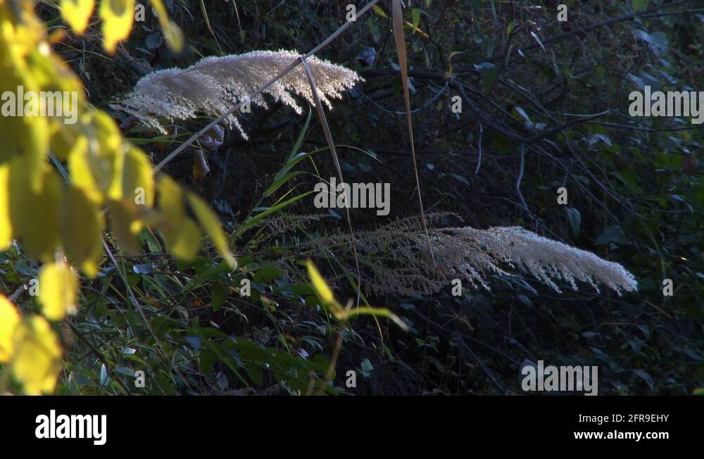 Flies buzzing Stock Videos & Footage - HD and 4K Video Clips - Alamy