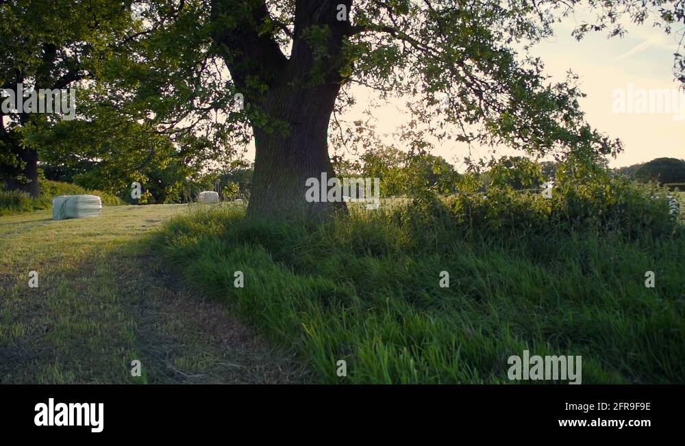 Under the oak tree Stock Videos & Footage - HD and 4K Video Clips - Alamy